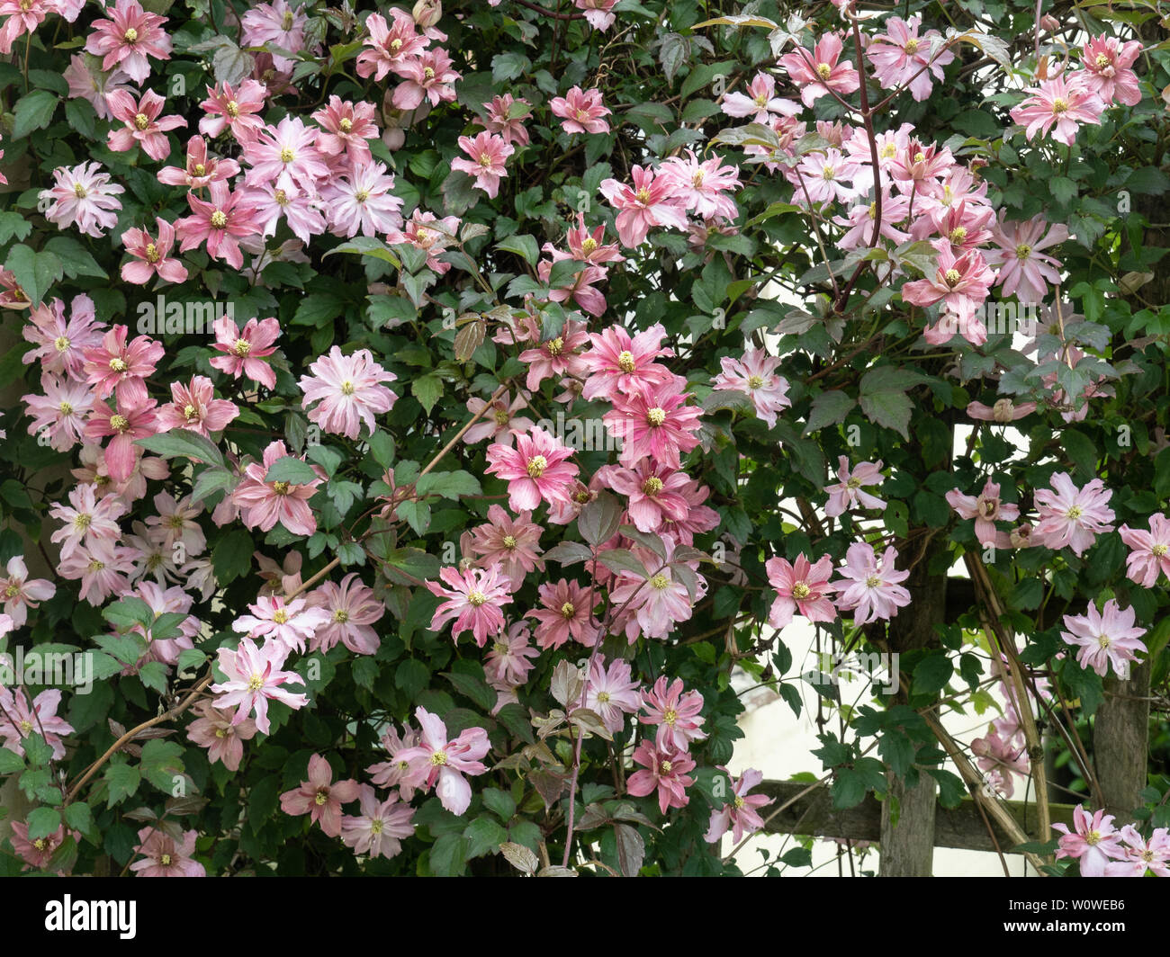 Clematis montana marjorie flowers -Fotos und -Bildmaterial in hoher ...