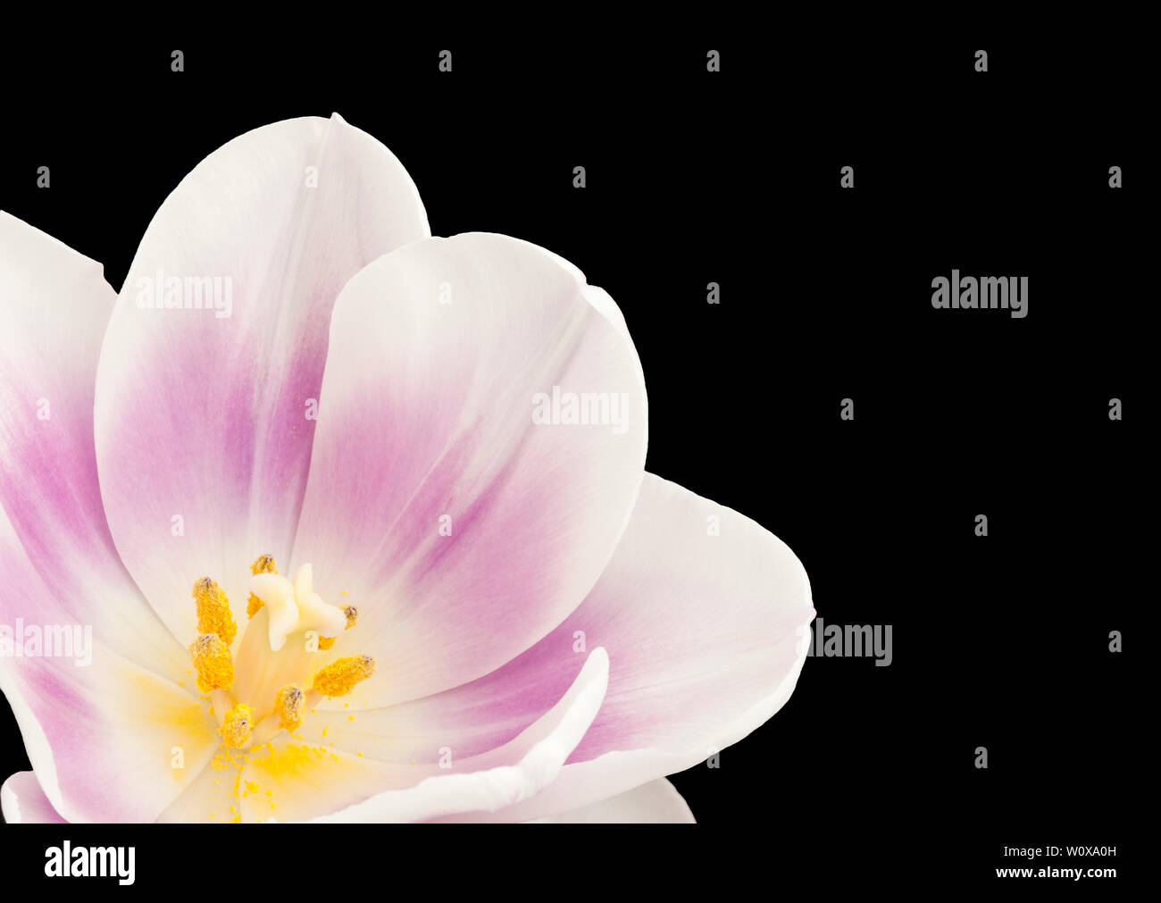Willkommene blume -Fotos und -Bildmaterial in hoher Auflösung – Alamy