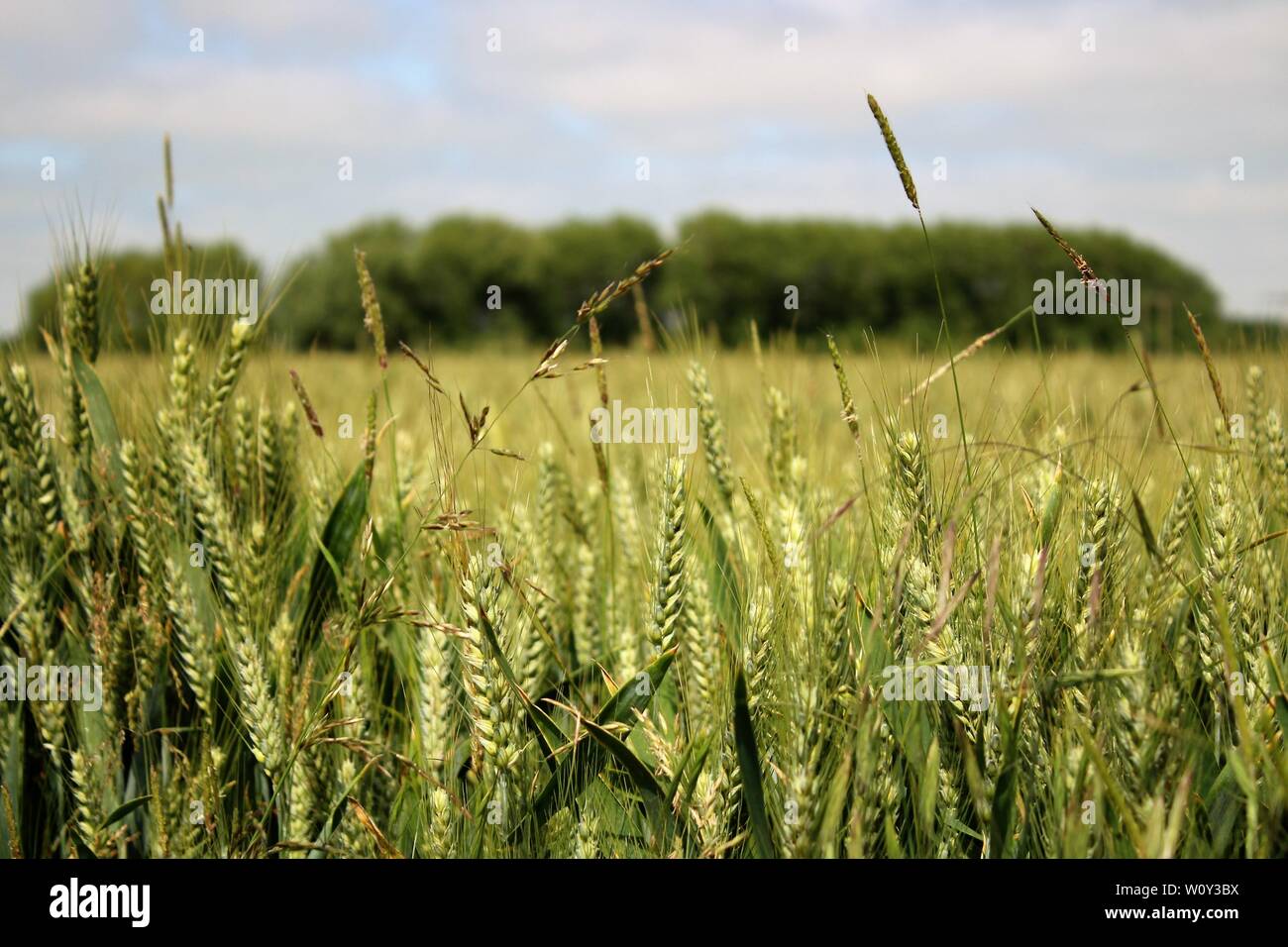 Emmer flour -Fotos und -Bildmaterial in hoher Auflösung – Alamy