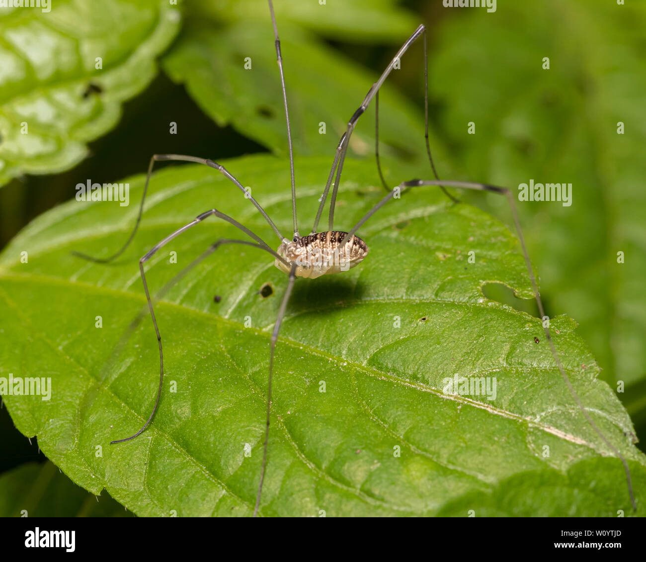 Weberknechte oder allgemein als Daddy Long Legs Spinne sitzt auf einem ...