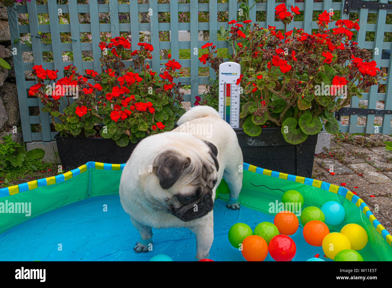 Mops im pool -Fotos und -Bildmaterial in hoher Auflösung – Alamy