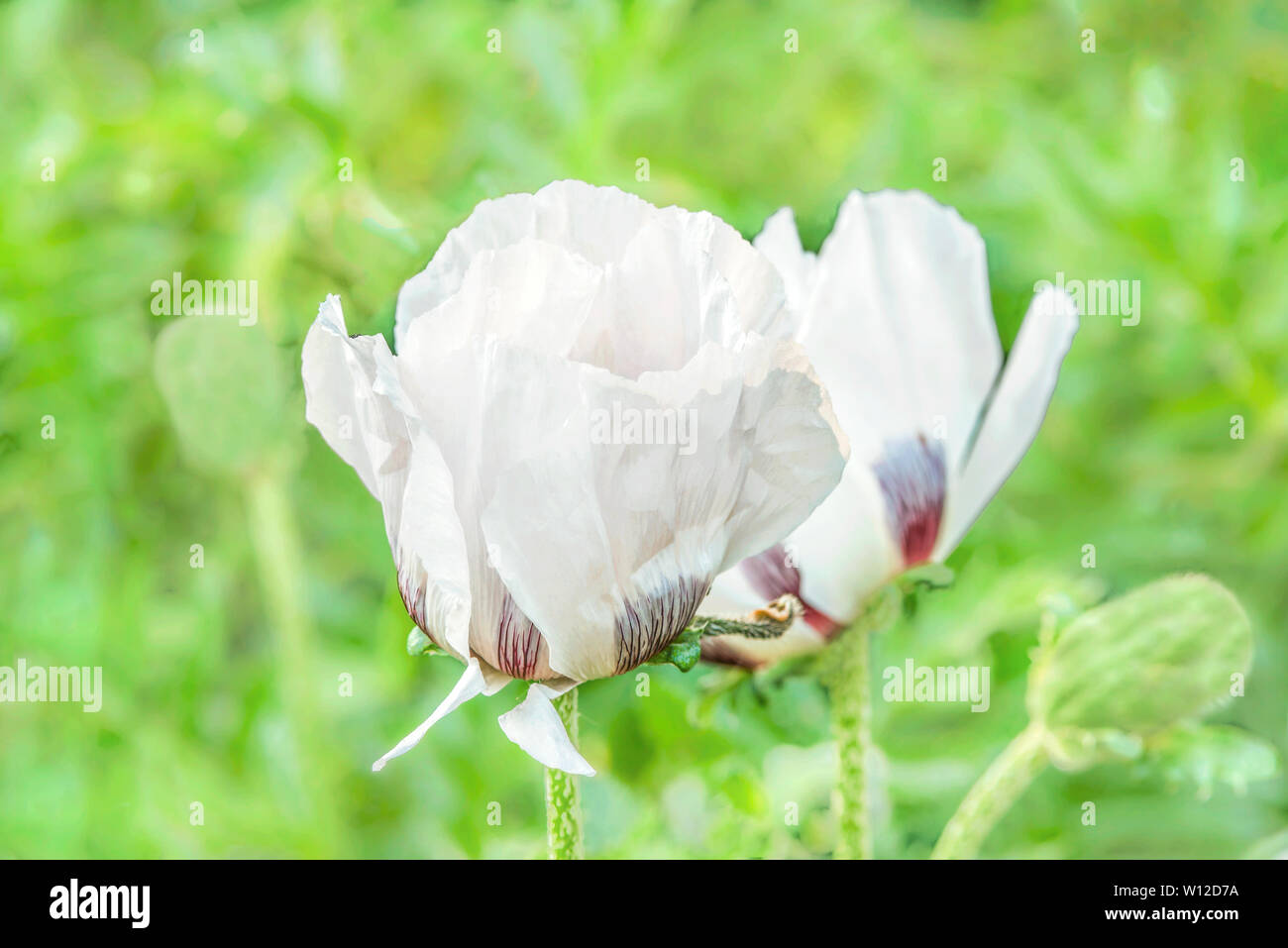 Weißer Mohn in den Botanischen Garten in Kiew, Ukraine Stockfotografie ...