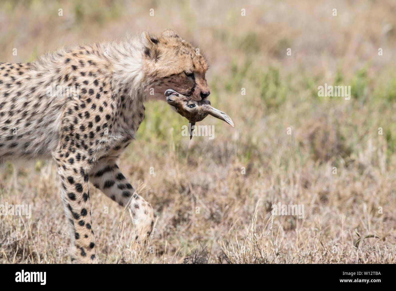 Cheetah, Leiter des Thomson's Gazelle fawn, Serengeti Stockfotografie ...