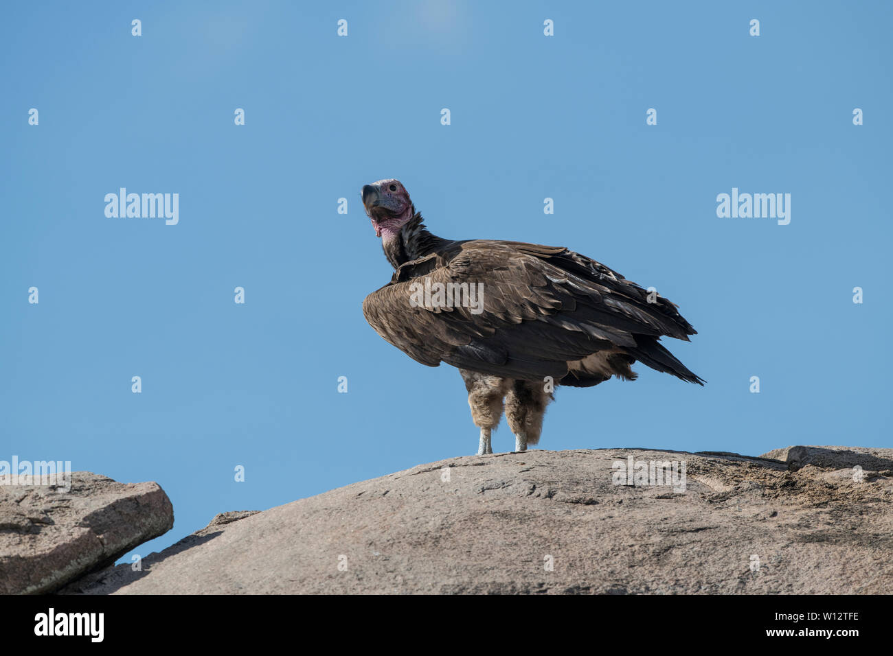 Felsgeier -Fotos und -Bildmaterial in hoher Auflösung – Alamy