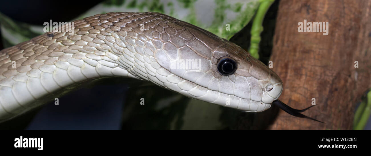 Schwarze mamba -Fotos und -Bildmaterial in hoher Auflösung – Alamy