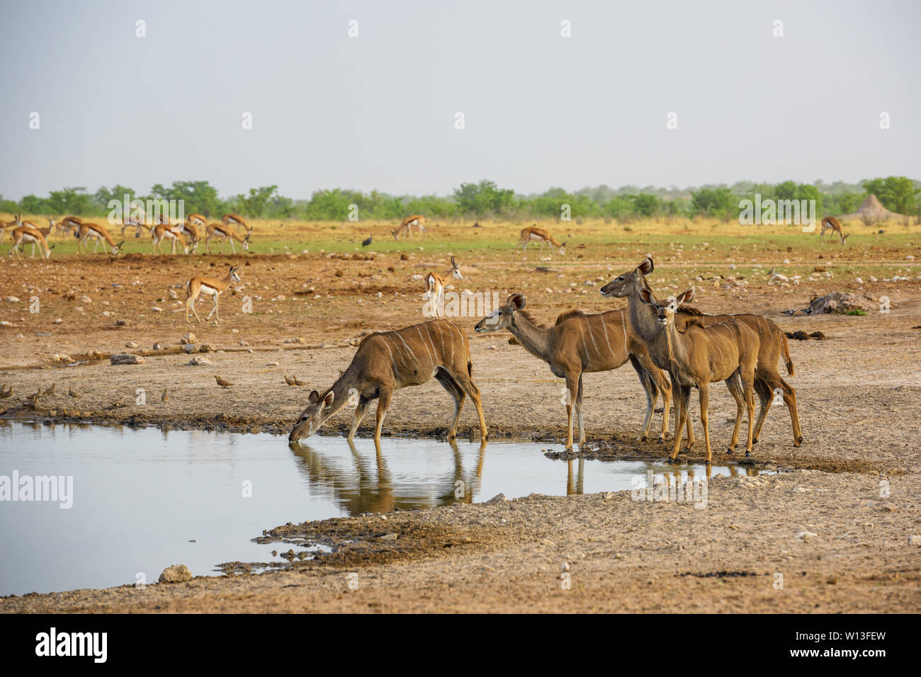 Gestreifte Antilope Stockfotos und -bilder Kaufen - Alamy