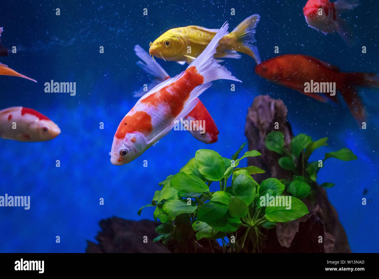 Zierfische in einem ökologischen Fish Tank Stockfotografie - Alamy