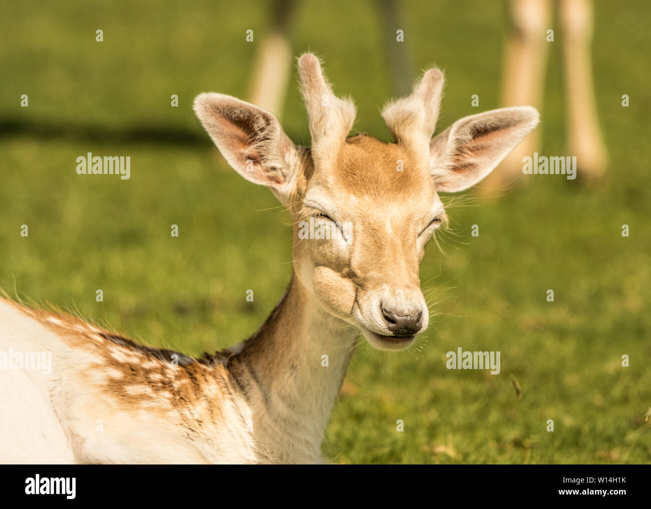 Parkland damwild hirsch -Fotos und -Bildmaterial in hoher Auflösung – Alamy