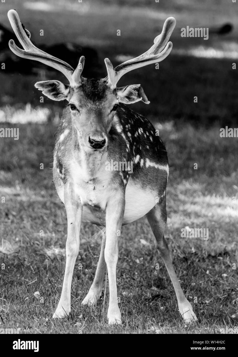 Hirsch im schwarzen hintergrund -Fotos und -Bildmaterial in hoher ...