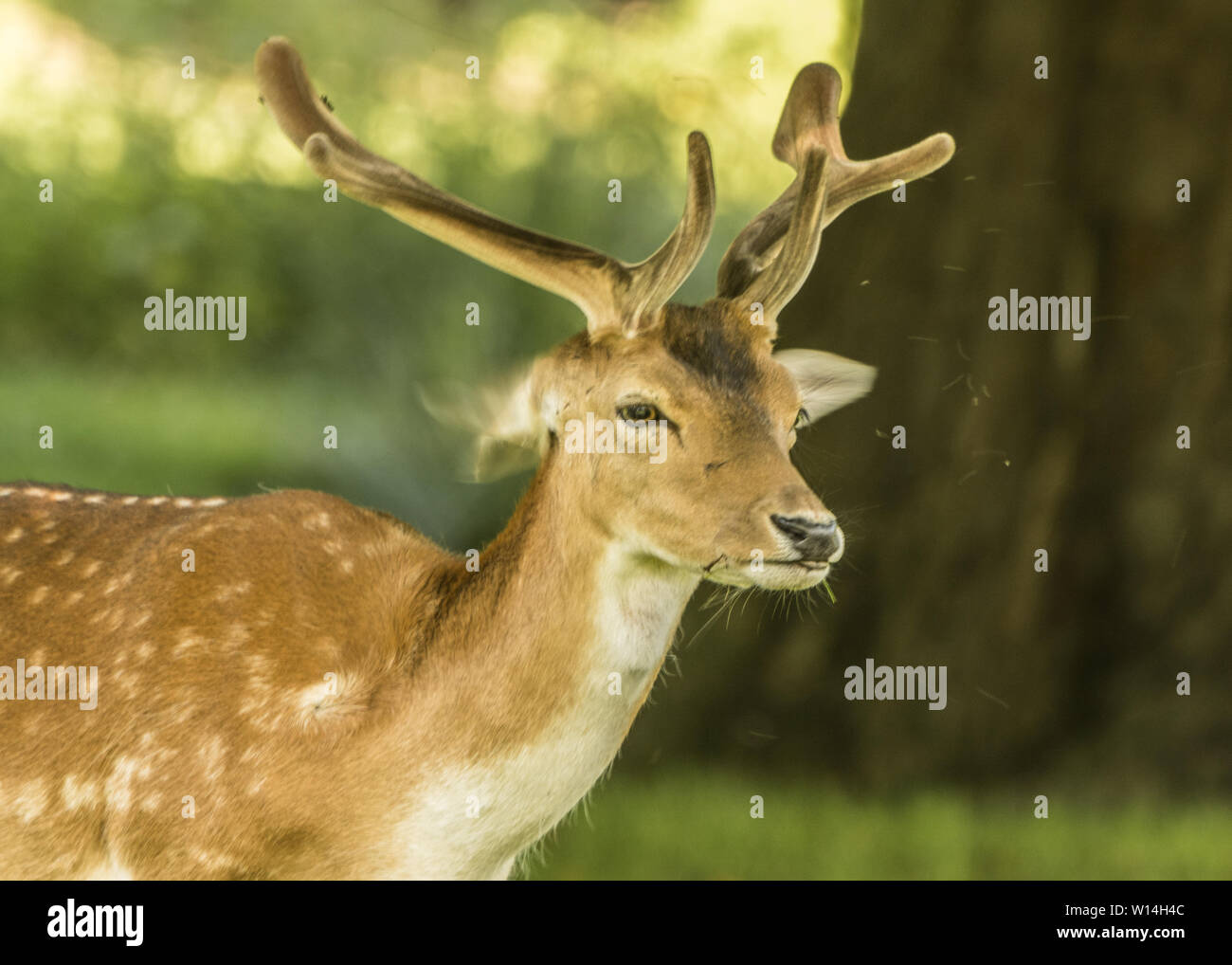 Parkland damwild hirsch -Fotos und -Bildmaterial in hoher Auflösung – Alamy