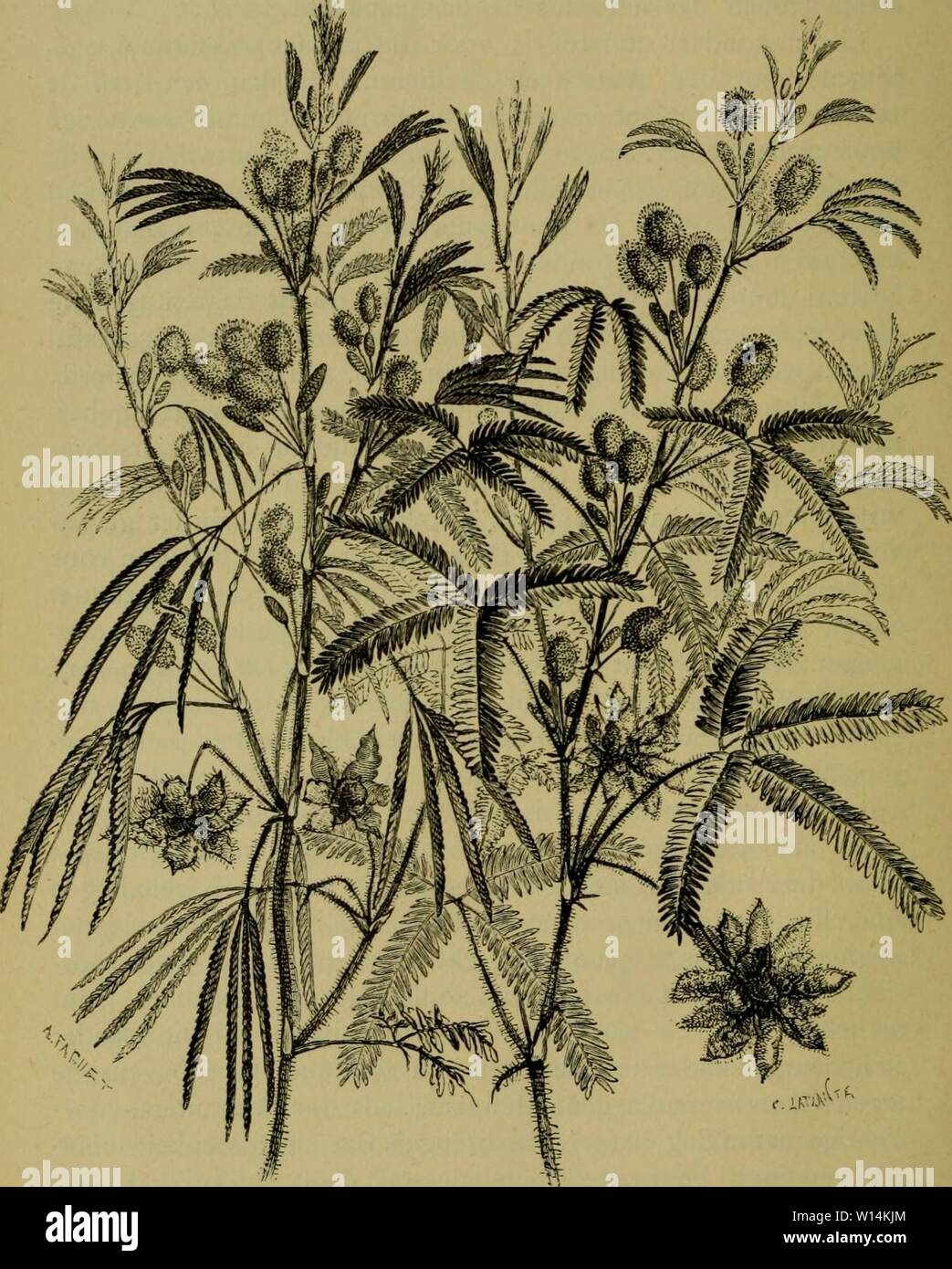 Van der roer -Fotos und -Bildmaterial in hoher Auflösung – Alamy