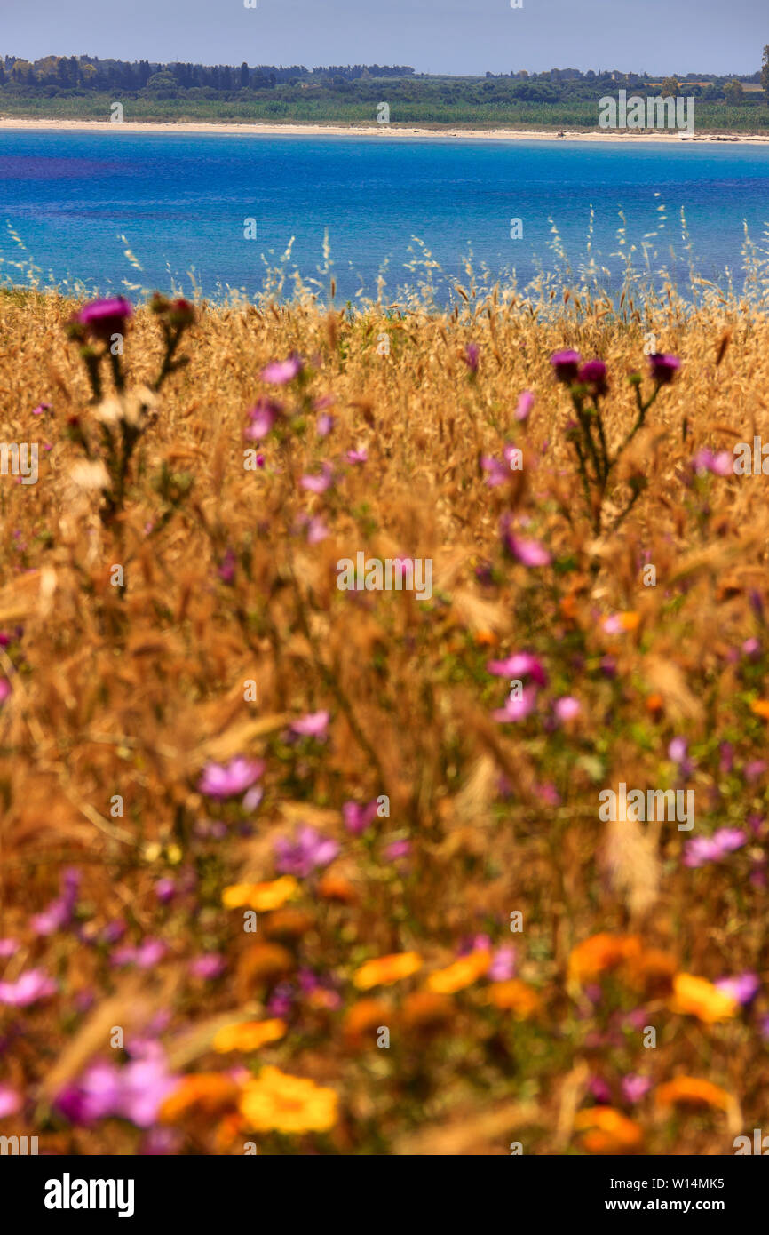 Lila blumen am strand -Fotos und -Bildmaterial in hoher Auflösung – Alamy