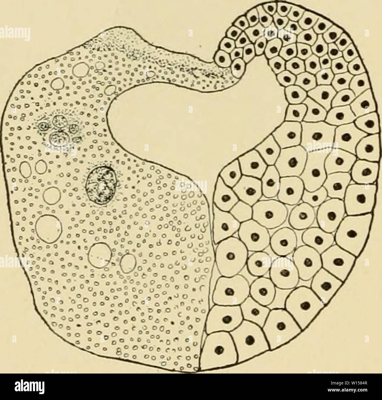 1897 querschnitt -Fotos und -Bildmaterial in hoher Auflösung – Alamy