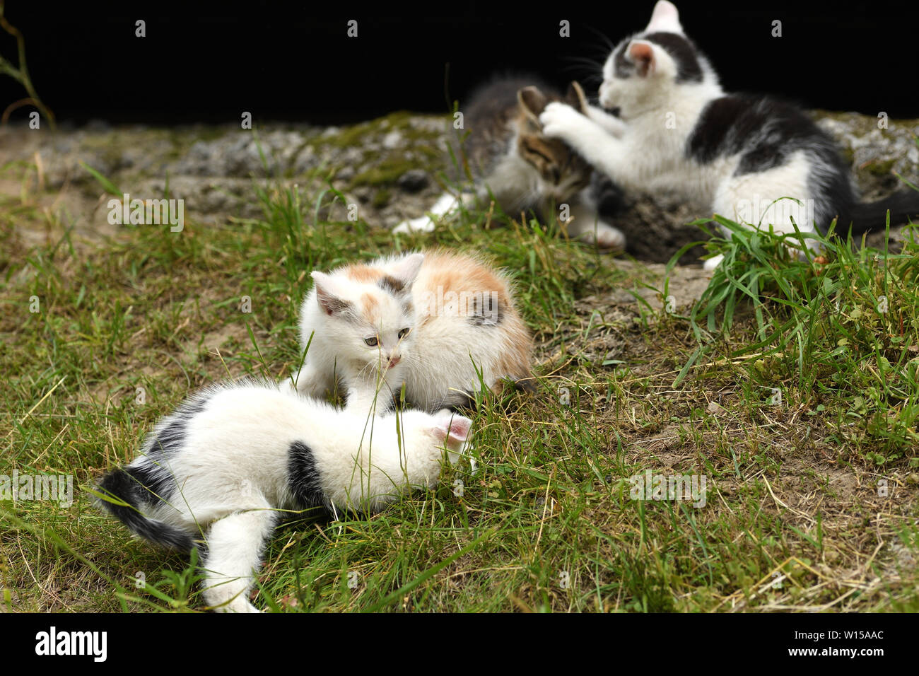 Kleine Katzen springen und zusammen kleine Skikönige auf dem Gras ...