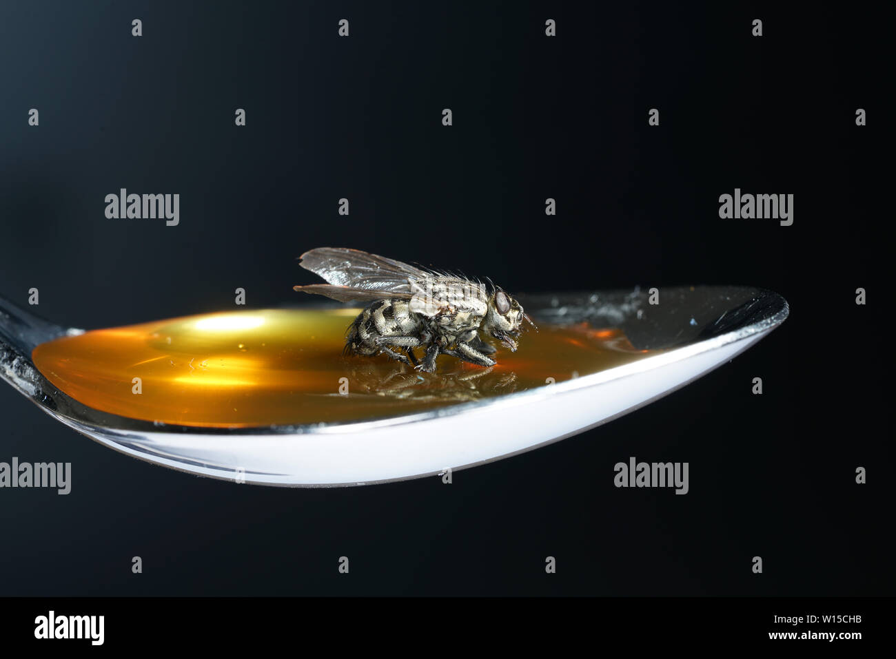 Feeding Insects Insect Farm In Stockfotos & Feeding Insects Insect Farm ...