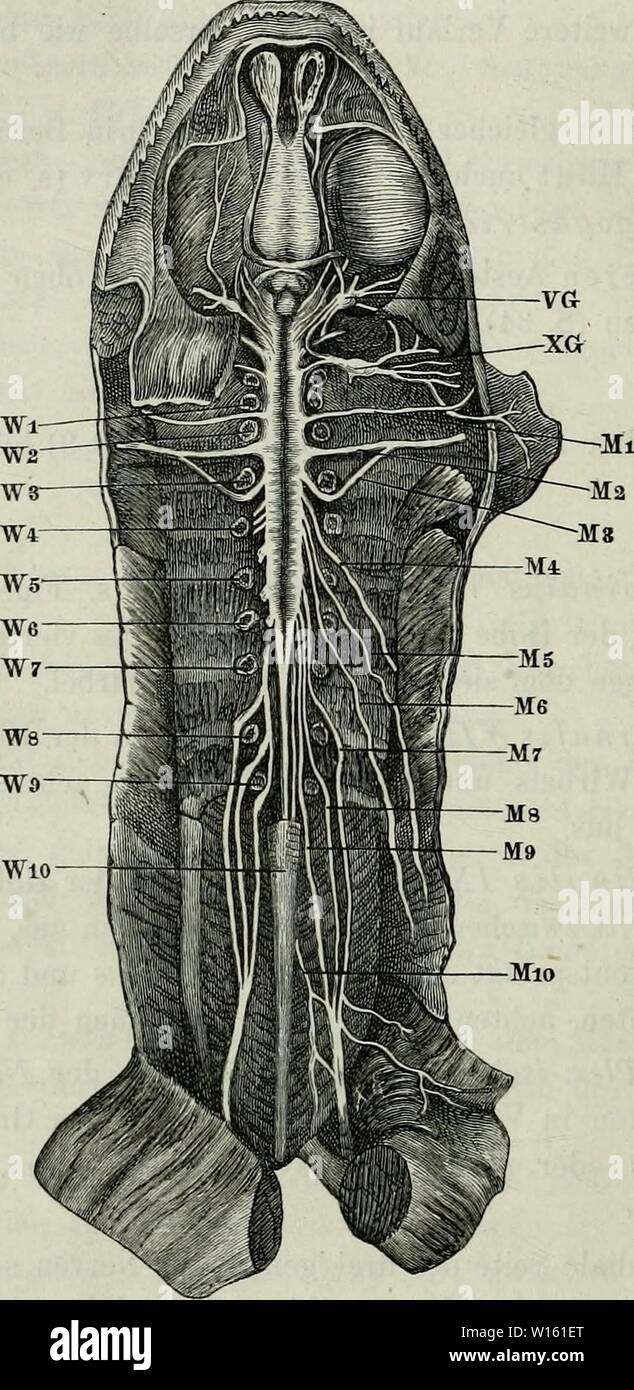 Archiv Bild ab Seite 201 der Anatomie des Frosches sterben. Die ...