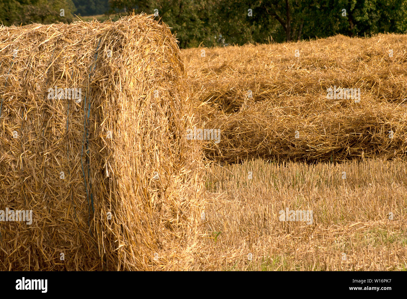 Dinkel feld -Fotos und -Bildmaterial in hoher Auflösung – Alamy