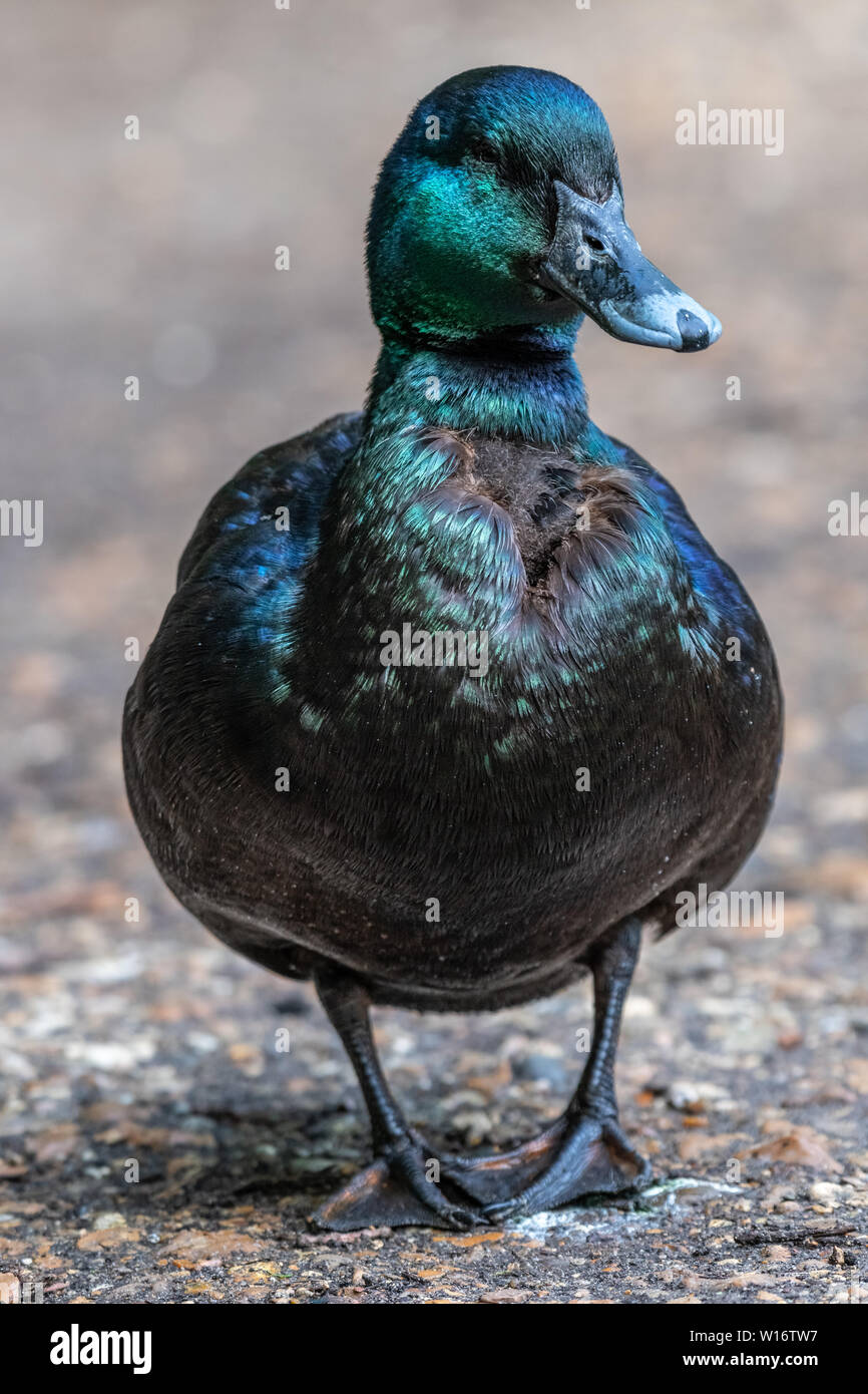 Cayuga duck -Fotos und -Bildmaterial in hoher Auflösung – Alamy