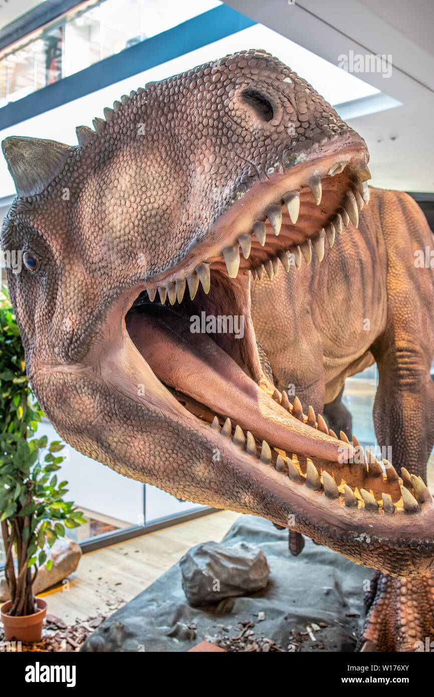 Allosaurus (allosaurus) -Fotos und -Bildmaterial in hoher Auflösung ...