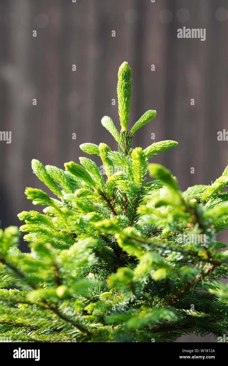 Tannen sprösslinge -Fotos und -Bildmaterial in hoher Auflösung – Alamy