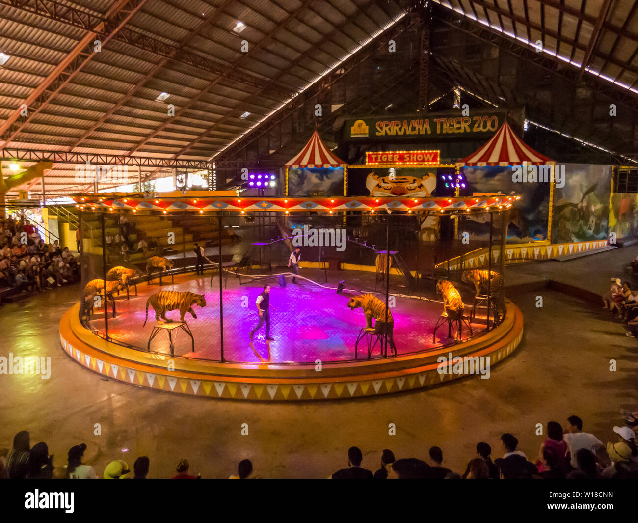 Tigers in circus -Fotos und -Bildmaterial in hoher Auflösung – Alamy