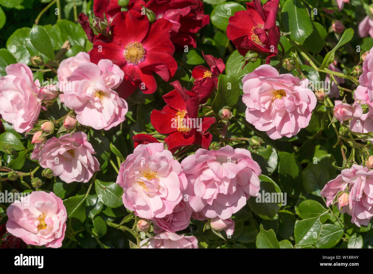 Modern shrub rose -Fotos und -Bildmaterial in hoher Auflösung – Alamy