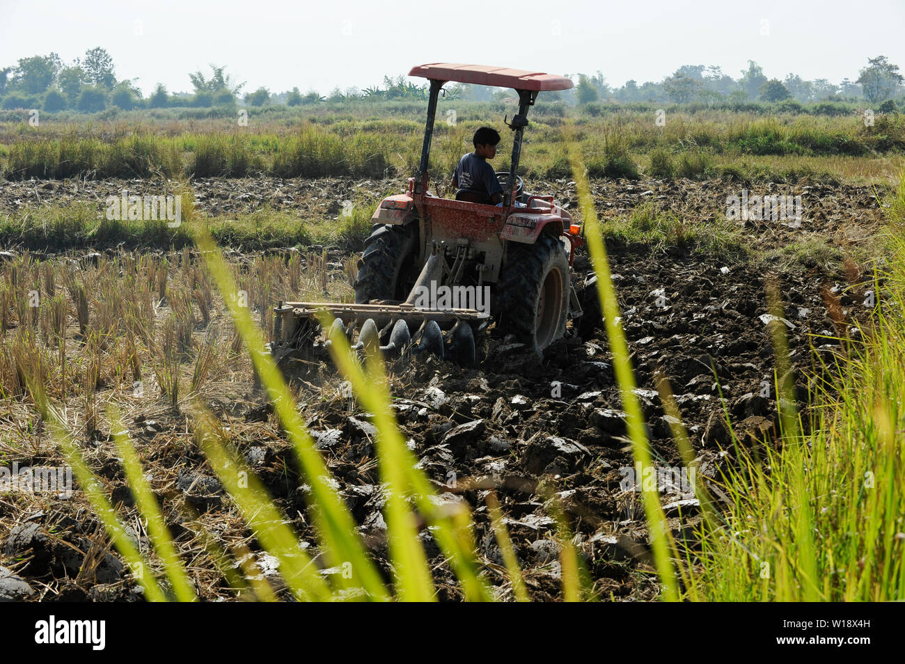 Reis Felder Stockfotos und -bilder Kaufen - Alamy