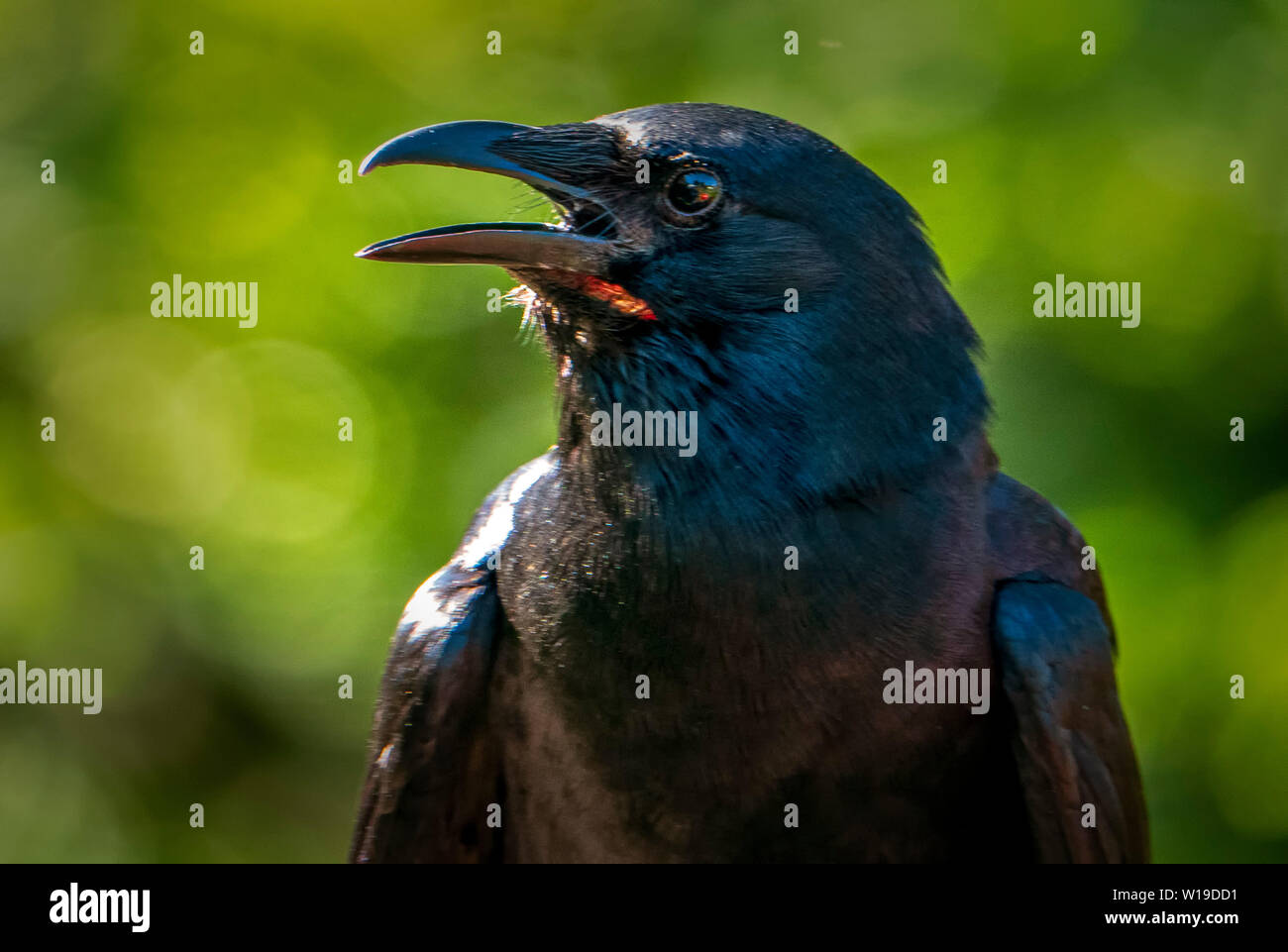Vogel ruf -Fotos und -Bildmaterial in hoher Auflösung – Alamy