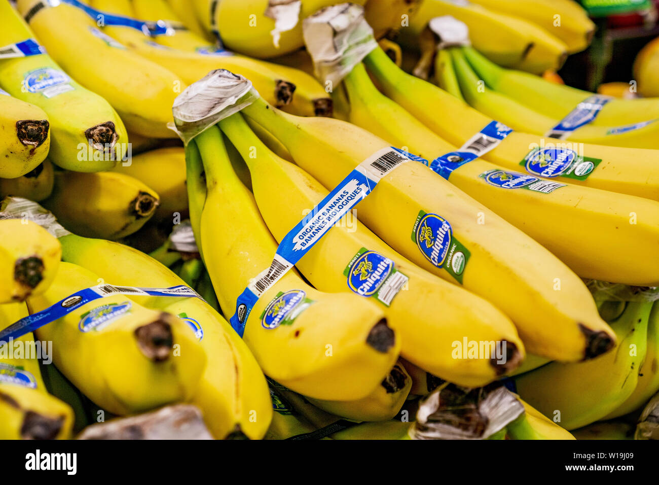 Bananen chiquita -Fotos und -Bildmaterial in hoher Auflösung – Alamy