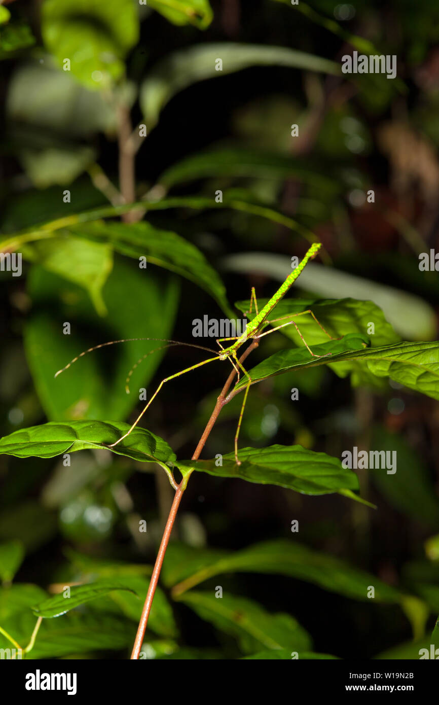 Langes dünnes insekt -Fotos und -Bildmaterial in hoher Auflösung – Alamy