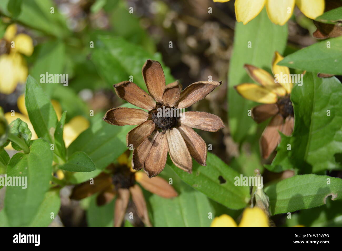Gelbe tote blume -Fotos und -Bildmaterial in hoher Auflösung – Alamy