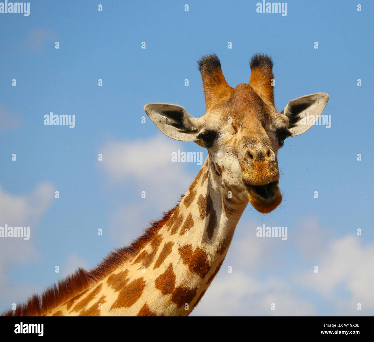 Goofy giraffe -Fotos und -Bildmaterial in hoher Auflösung – Alamy