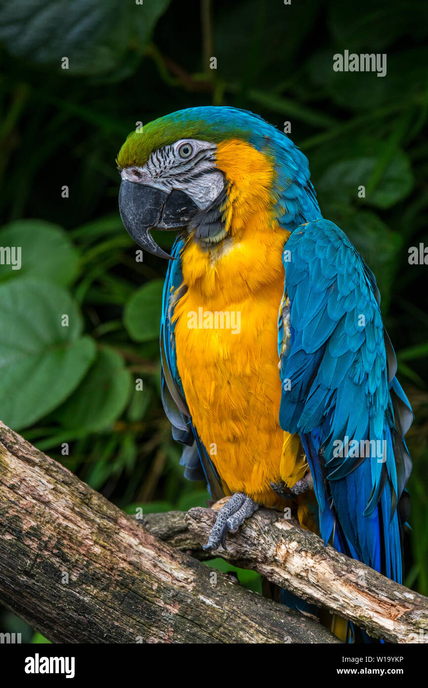 Blau und gelb ara -Fotos und -Bildmaterial in hoher Auflösung – Alamy