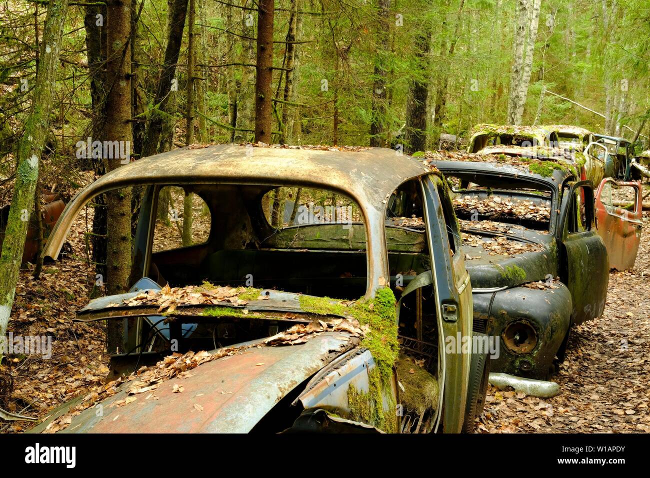 Schrott Autos in einer Reihe in den Wald, Auto Schrottplatz, Bastnas ...