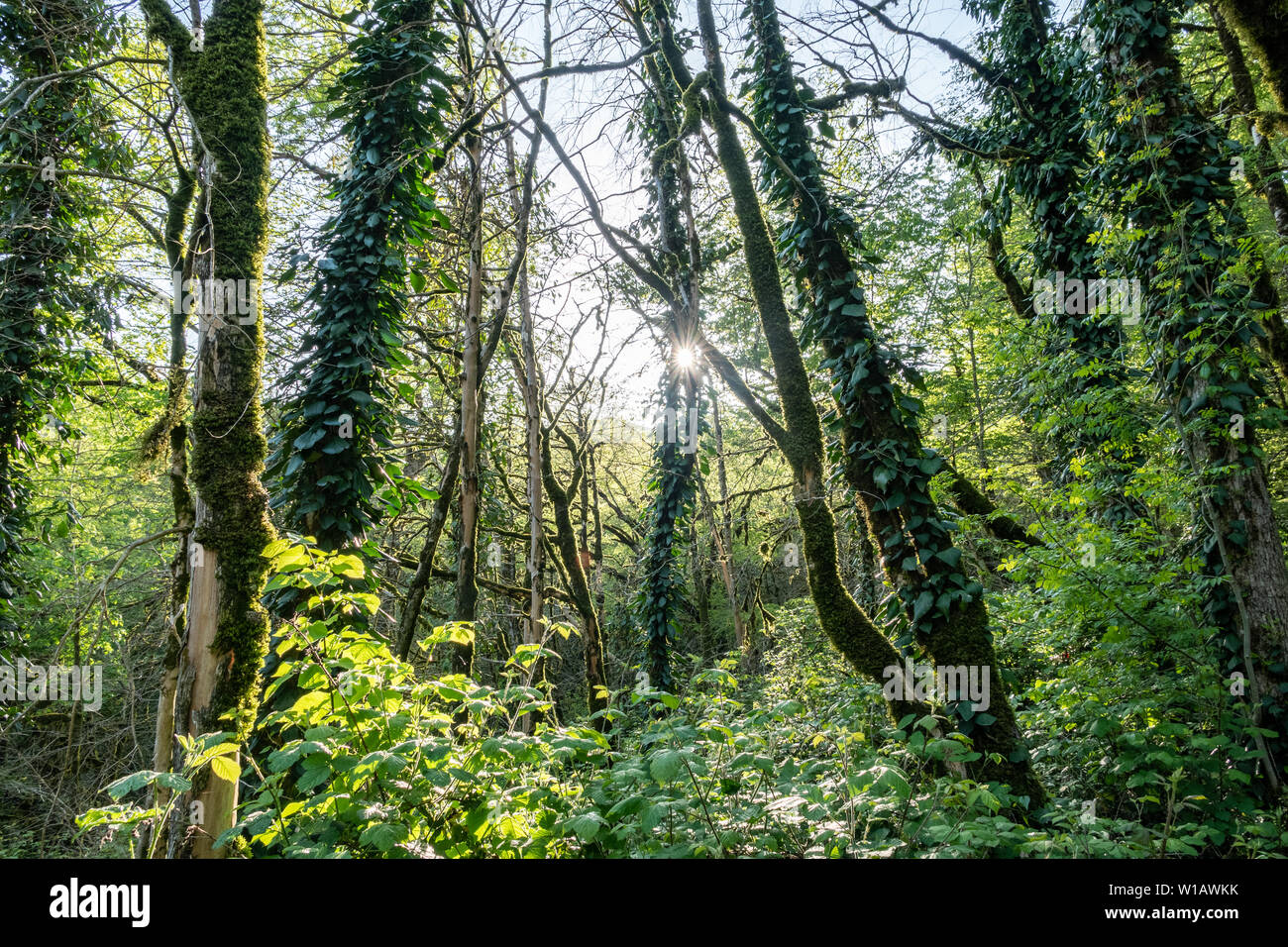 Moos Im Wald Stockfotos und -bilder Kaufen - Alamy