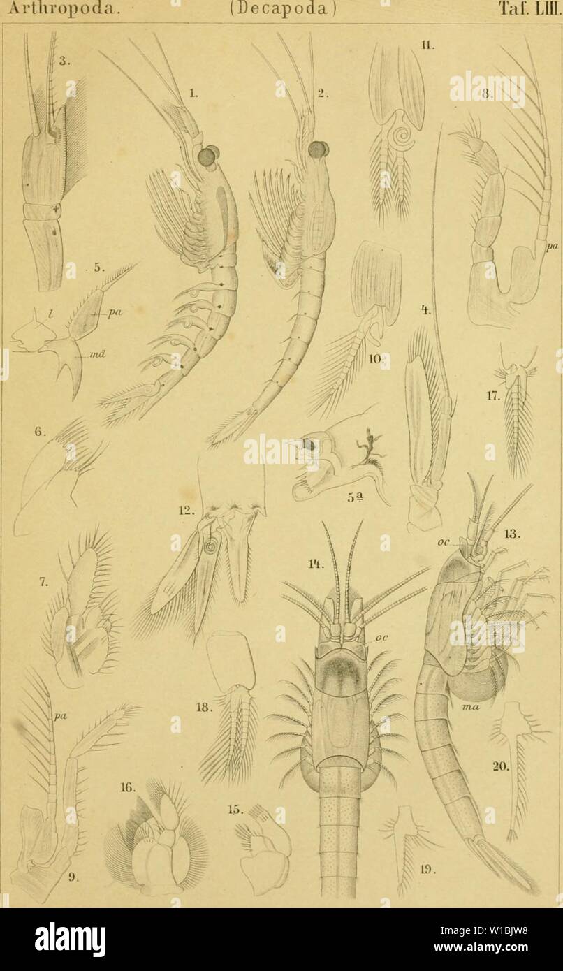 Archiv Bild ab Seite 414 von Klassen und Ordnungen der sterben. Klassen ... Archiv Bild ab Seite 414 von Klassen und Ordnungen der sterben. Klassen ...