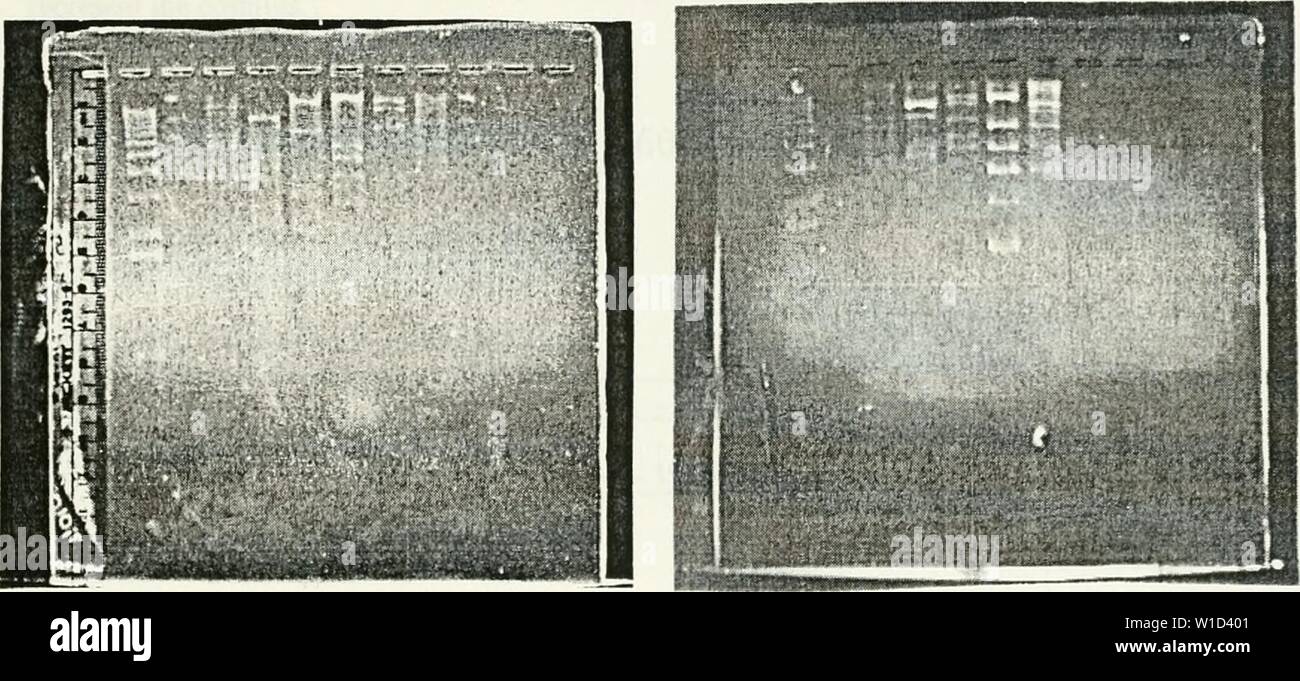 Archiv Bild von Seite 88 der Entwicklung einer cosmid. Die Entwicklung ...