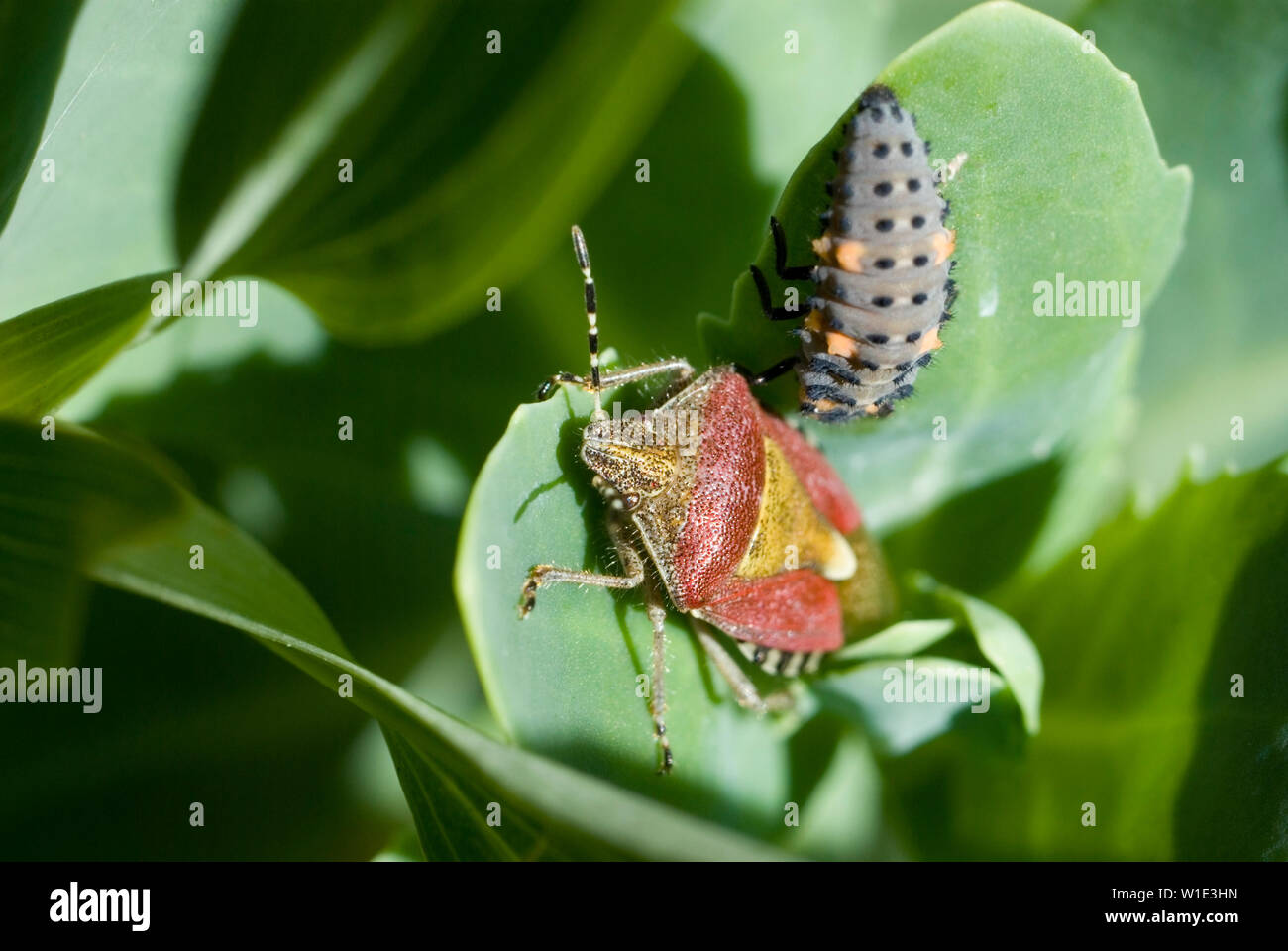 Haarige wanze -Fotos und -Bildmaterial in hoher Auflösung – Alamy
