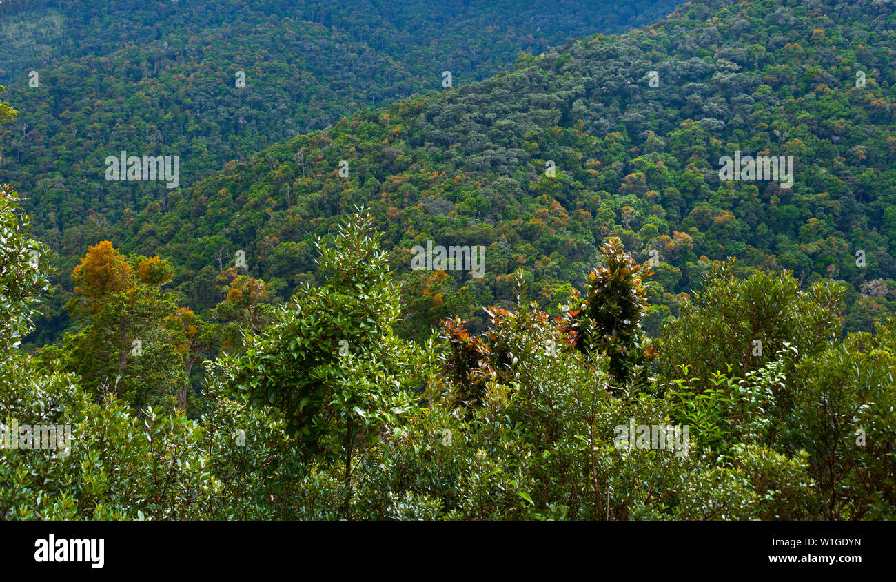 San gerardo de dota wolkenwald -Fotos und -Bildmaterial in hoher ...