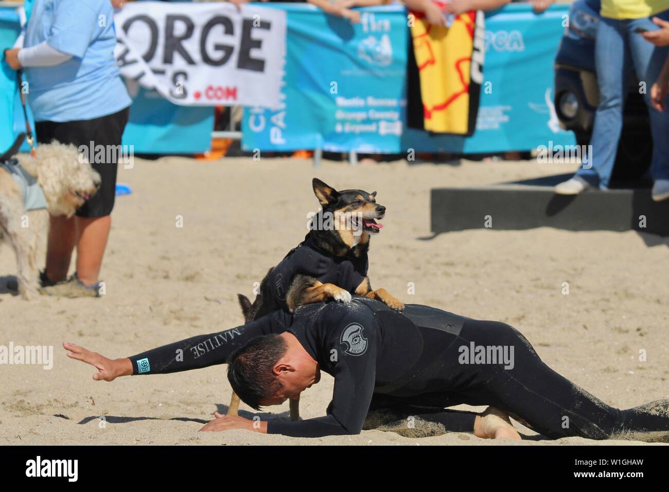 Surfer und hund am strand -Fotos und -Bildmaterial in hoher Auflösung ...