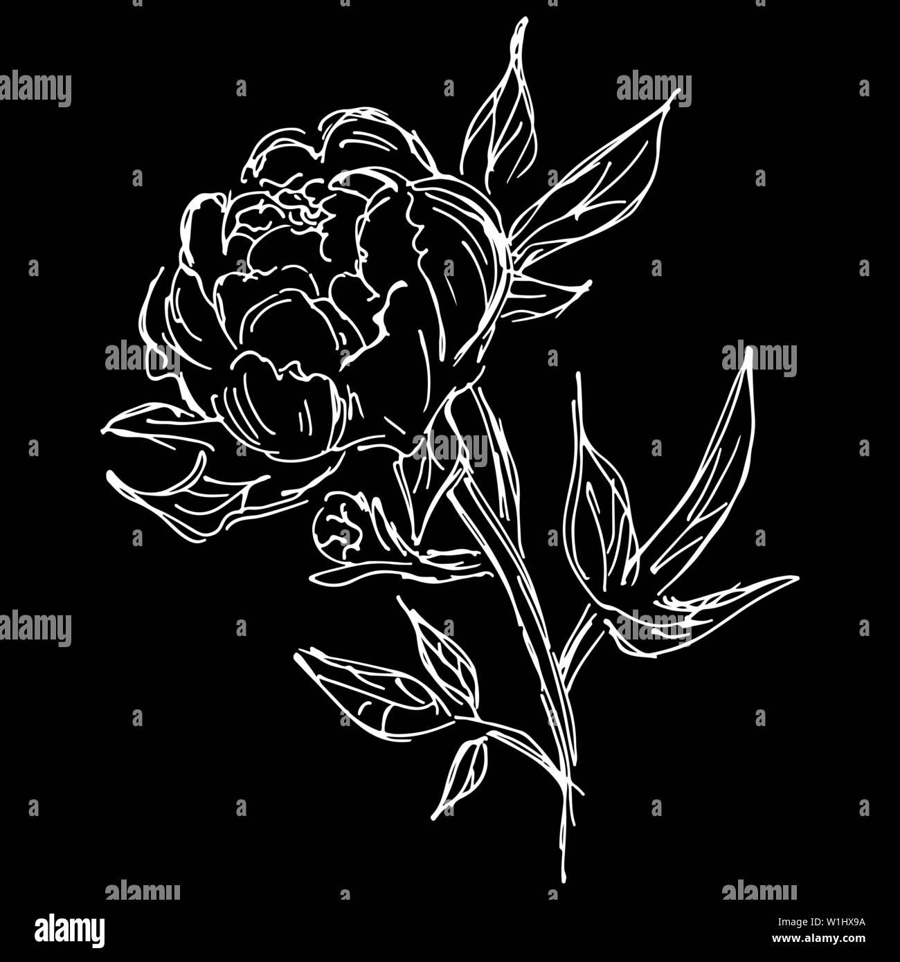 Hand Pfingstrose Umrisse Symbol auf schwarzem Hintergrund gezeichnet ...