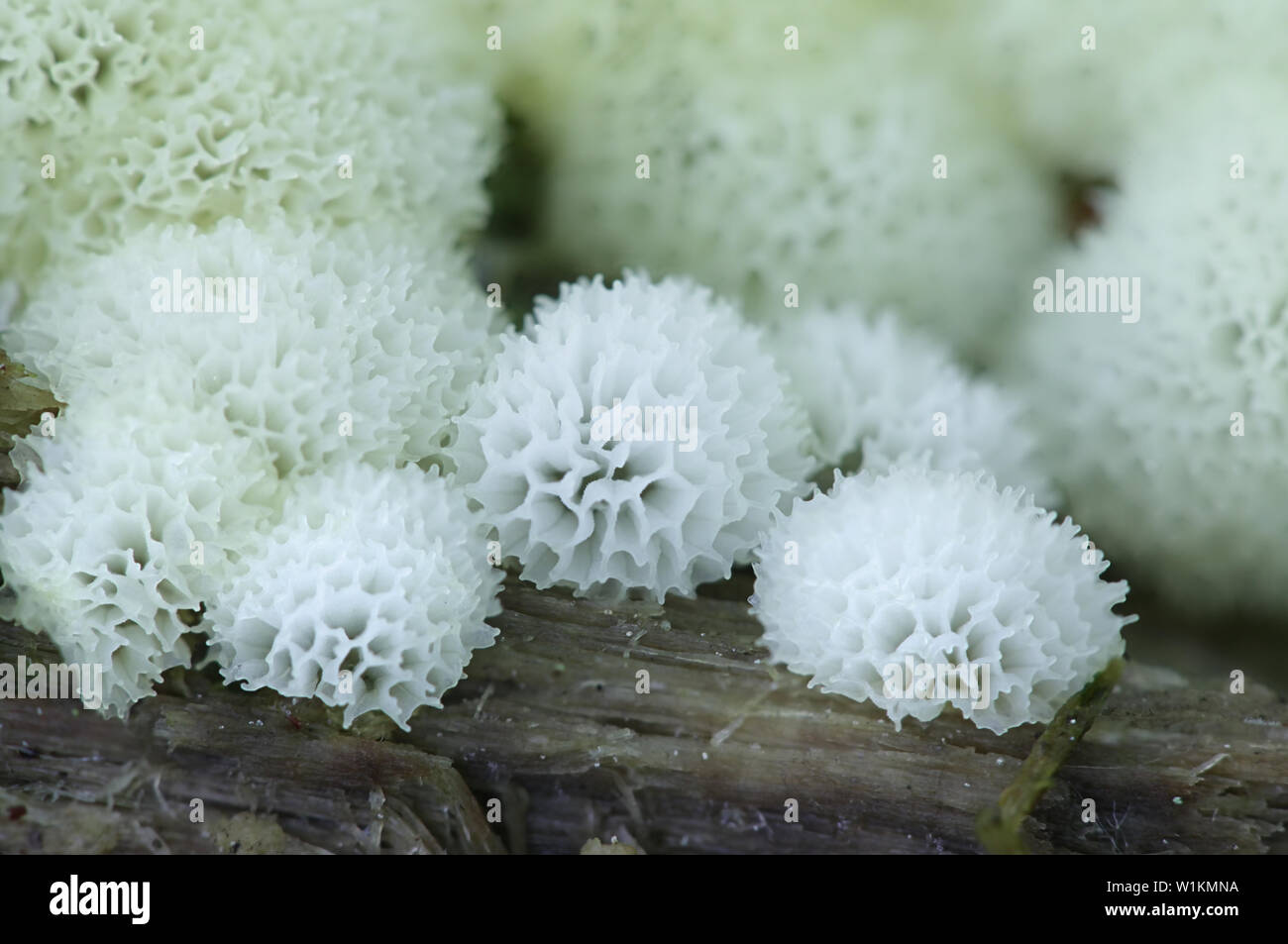 Ceratiomyxa fruticulosa var porioides -Fotos und -Bildmaterial in hoher ...