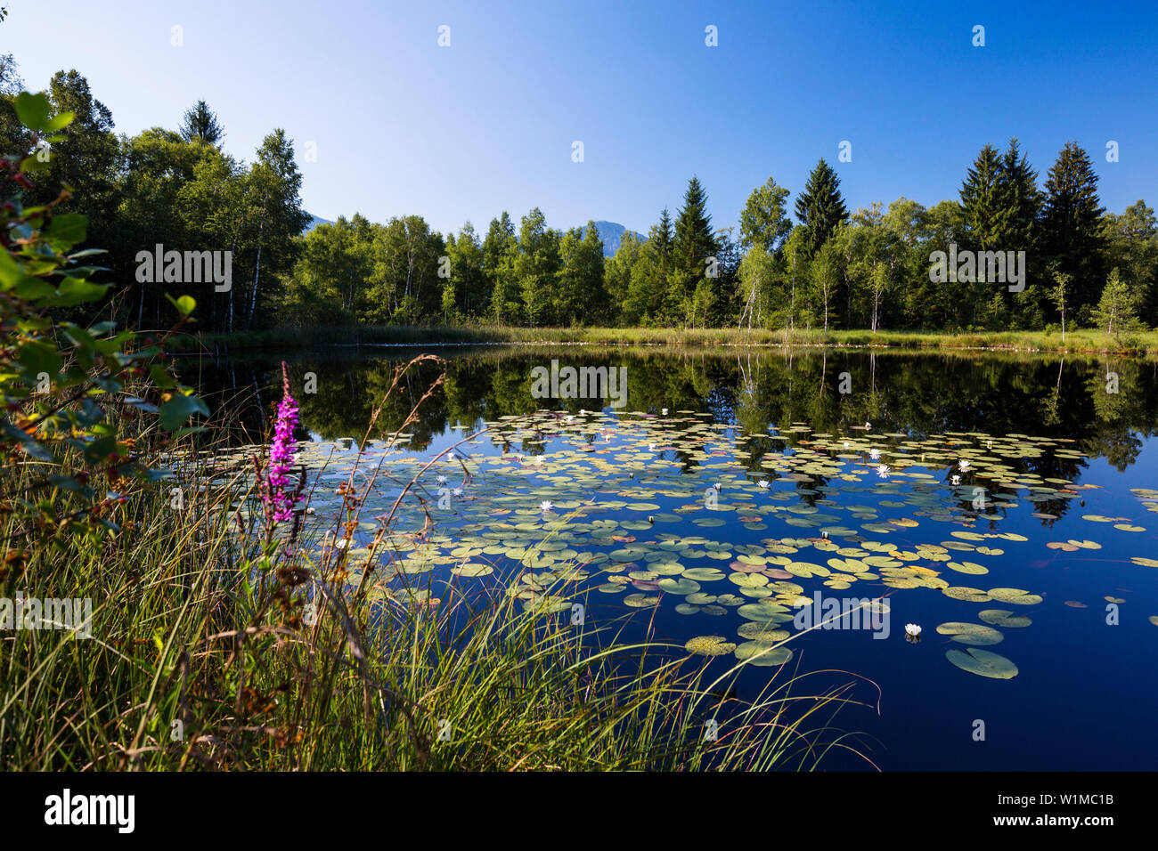 Wasserteich deutschland western european -Fotos und -Bildmaterial in hoher Auflösung – Alamy
