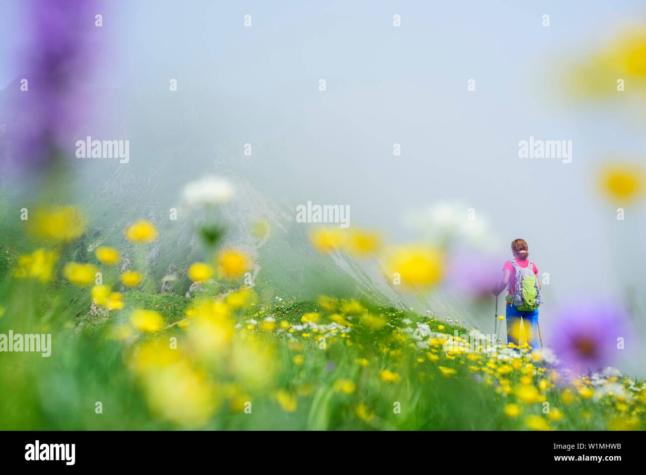 Frau wandern durch Wiese mit Blumen, Nagelfluh, Allgäuer Alpen, Allgäu ...