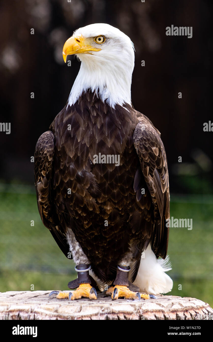 Sitzender adler -Fotos und -Bildmaterial in hoher Auflösung – Alamy