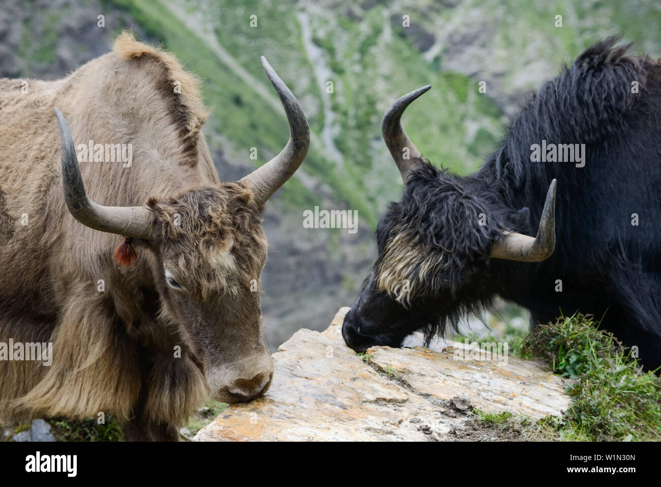 Bos mutus -Fotos und -Bildmaterial in hoher Auflösung – Alamy