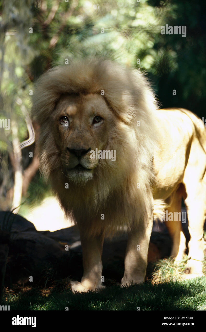 The secret garden of siegfried and roy -Fotos und -Bildmaterial in ...