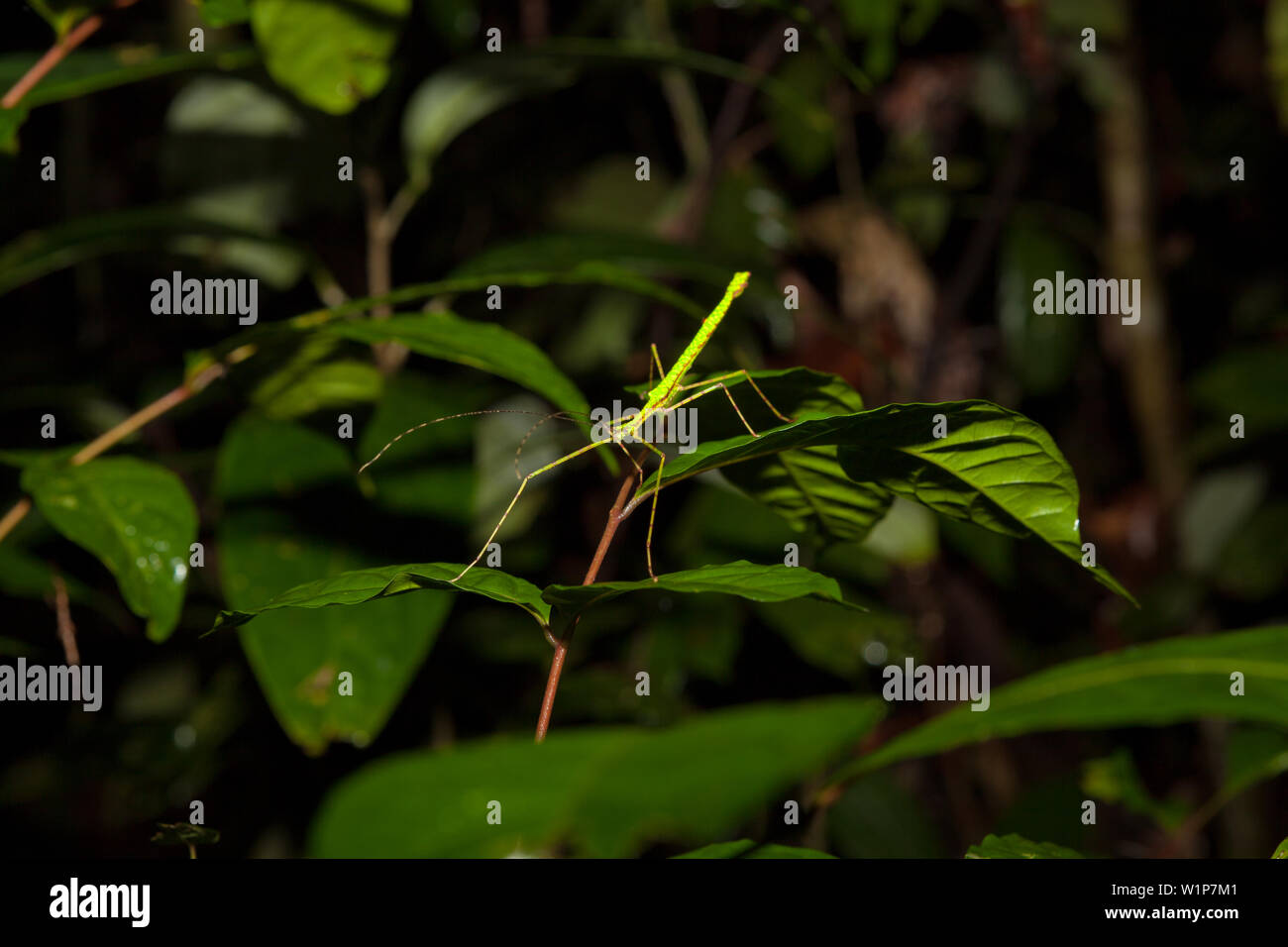 Langes dünnes insekt -Fotos und -Bildmaterial in hoher Auflösung – Alamy