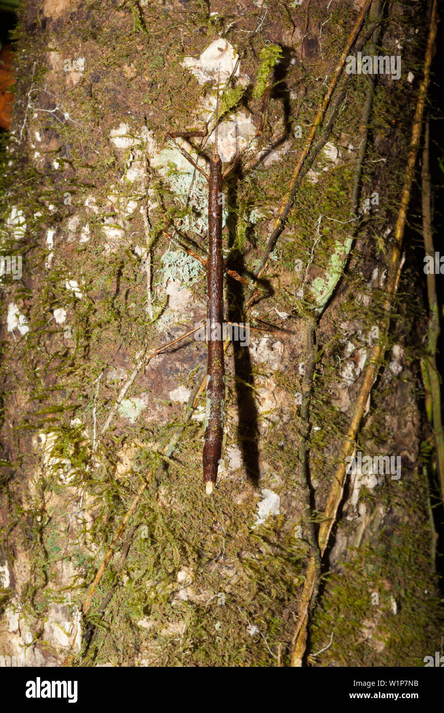 Langes dünnes insekt -Fotos und -Bildmaterial in hoher Auflösung – Alamy