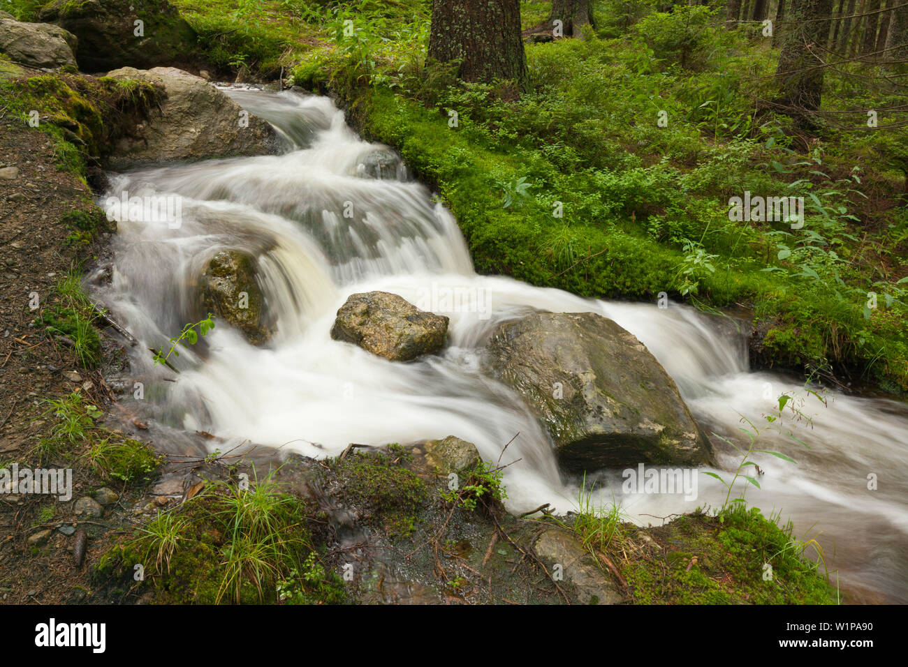 Oberlauf der Weisser Regen Rinnsal, das hat seine Quelle in kleiner ...